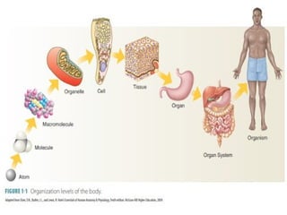 Introduction to human body, B.pharm Unit I | PPTX