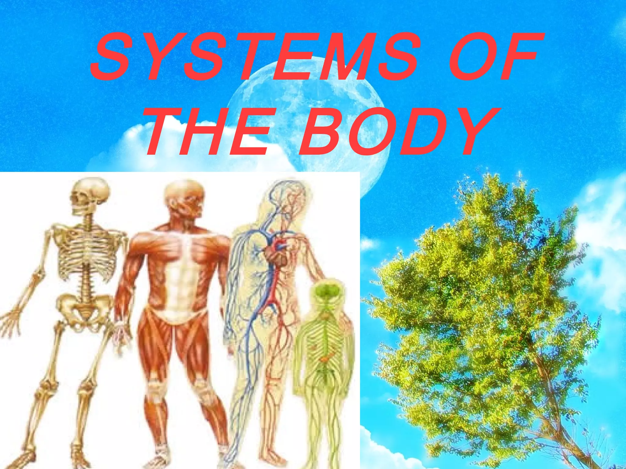 Introduction to human body | PPT