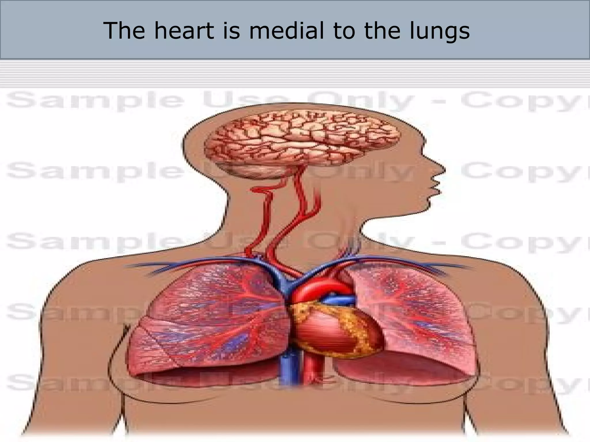 Introduction to human body | PPT