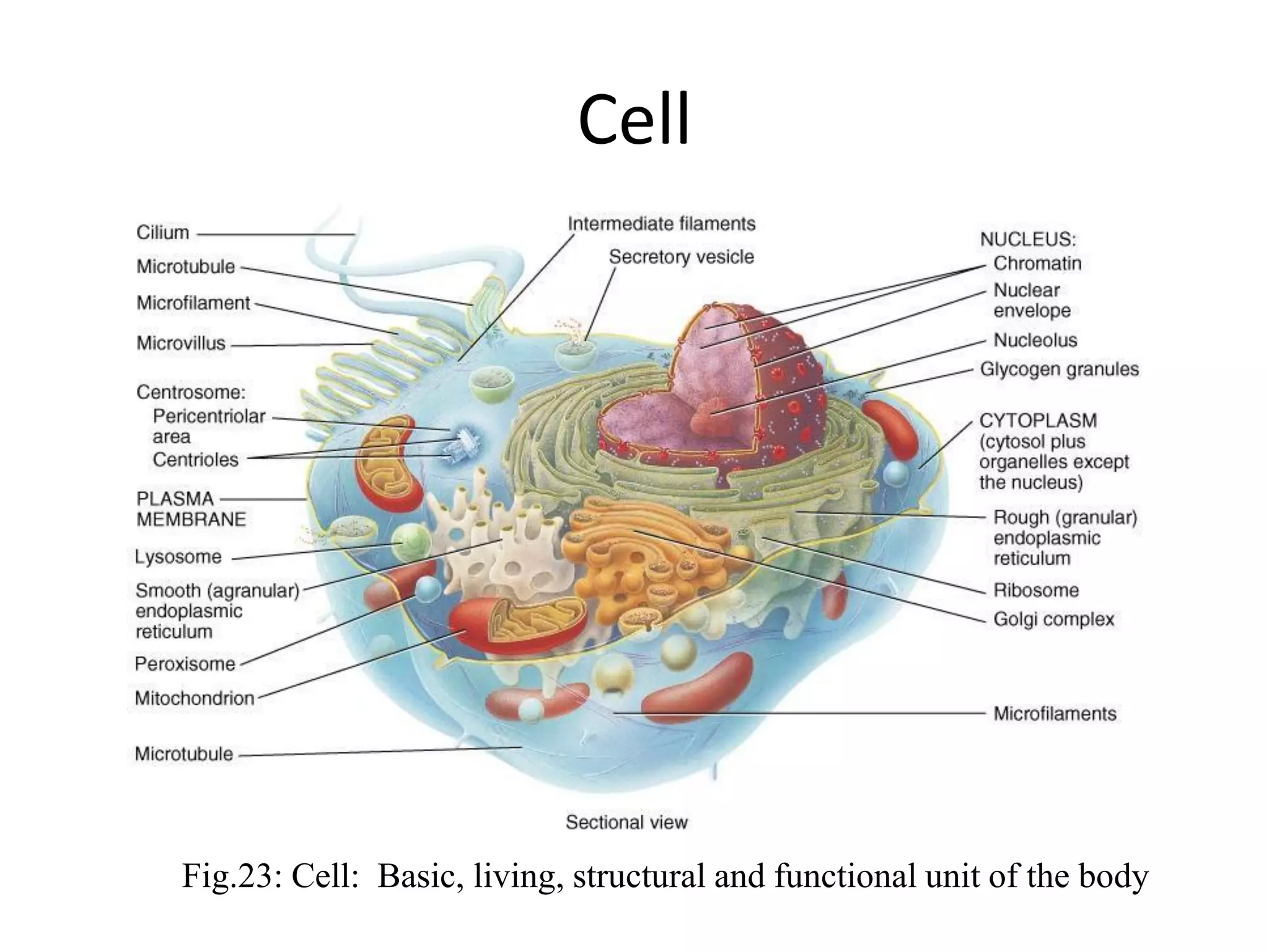 Introduction to Human Body Cellular Level.pdf
