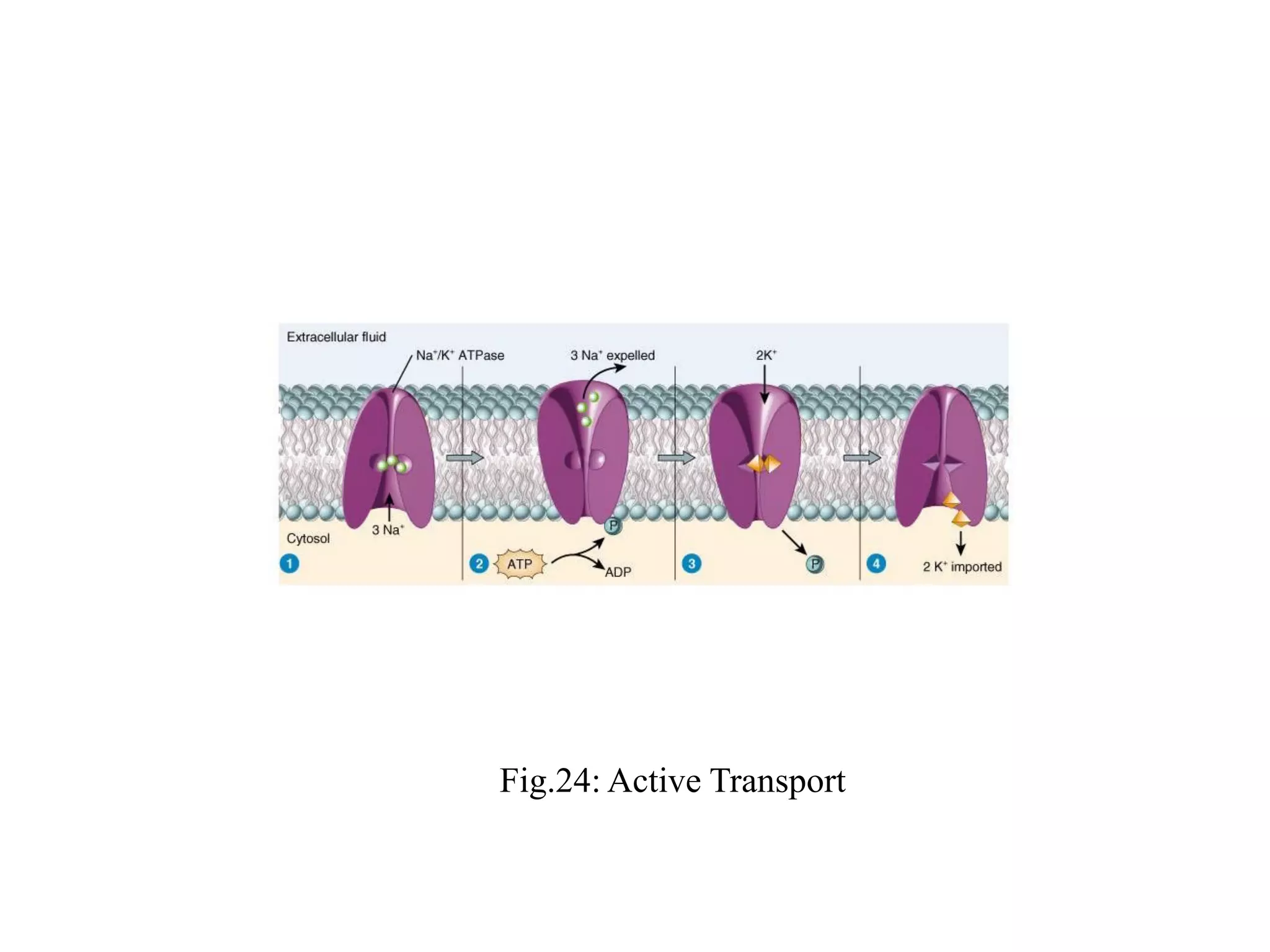 Introduction to Human Body Cellular Level.pdf
