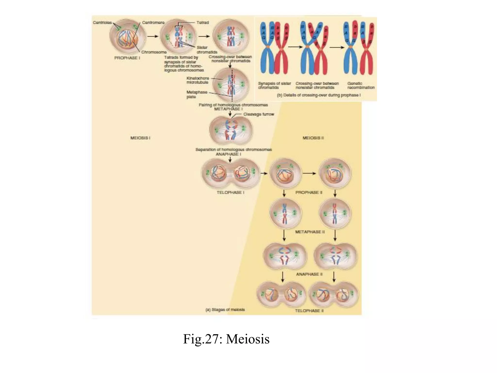 Introduction to Human Body Cellular Level.pdf