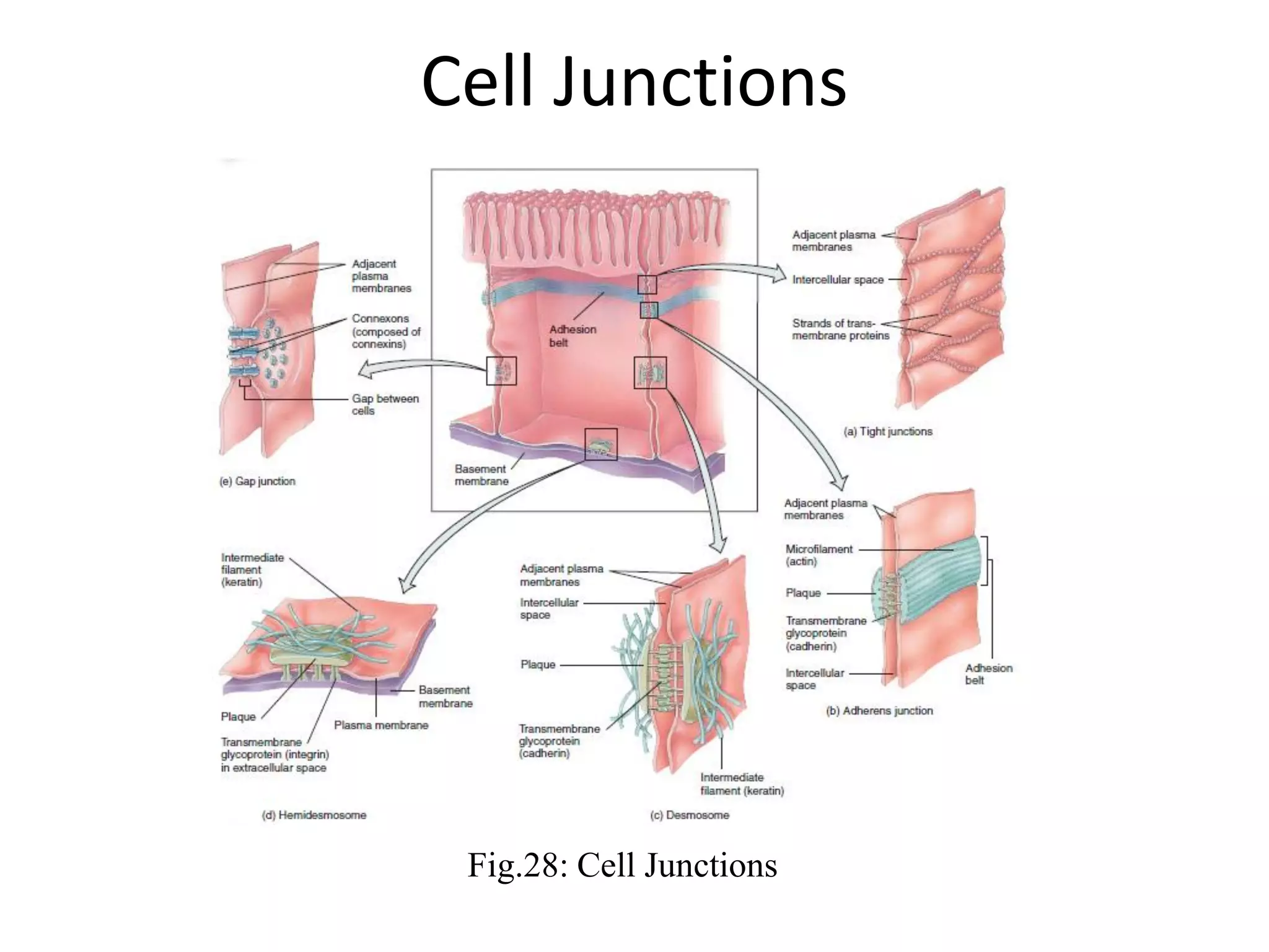 Introduction to Human Body Cellular Level.pdf