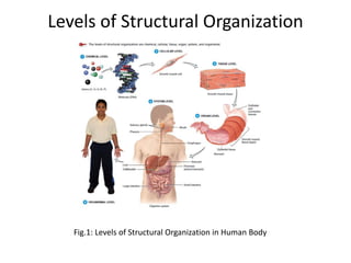 Introduction to Human Body Cellular Level.pdf