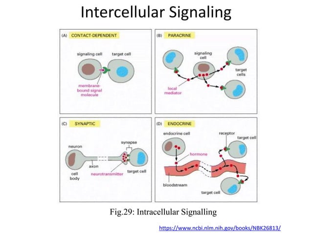 Introduction to Human Body Cellular Level.pdf