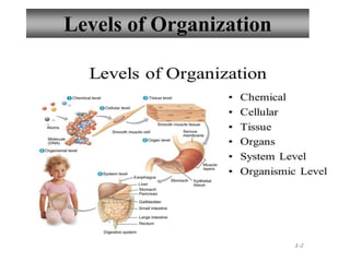 Introduction to human body_RDP.pdf