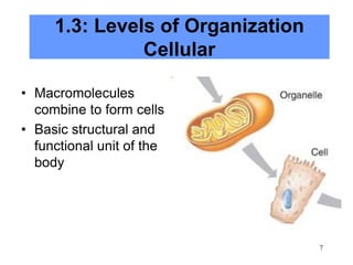 Introduction to human body_RDP.pdf