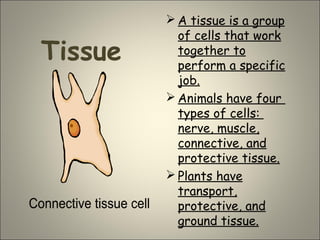 Introduction to Human Body Systems | PPT