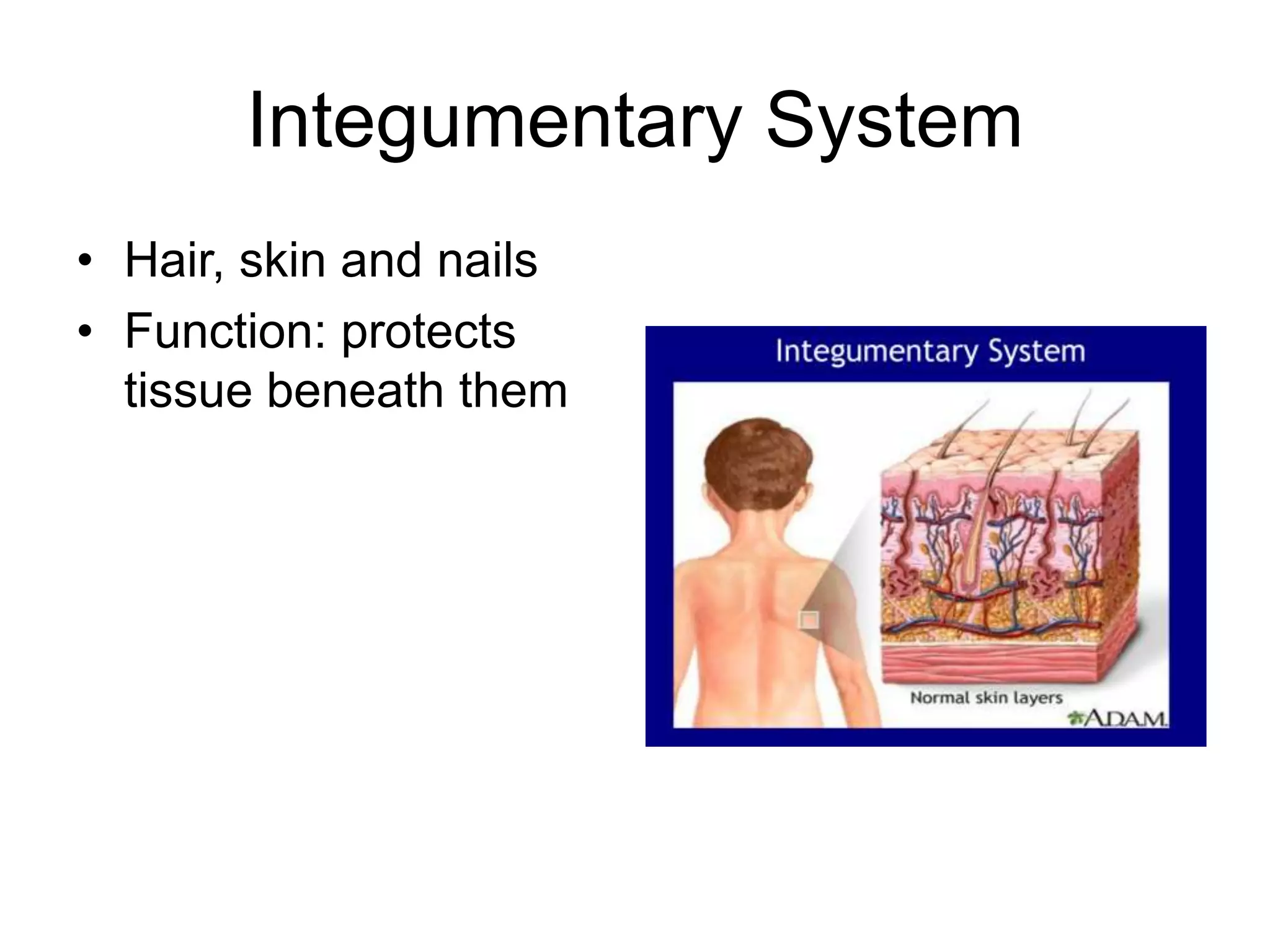 Introduction to Human Body Systems | PPT