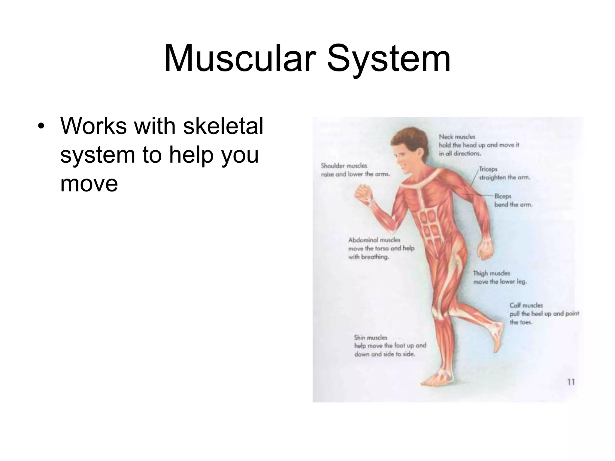Introduction to Human Body Systems | PPTX