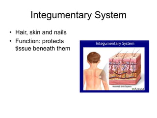 Introduction to Human Body Systems | PPTX