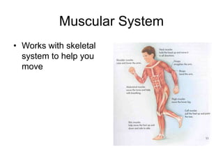 Introduction to Human Body Systems | PPTX