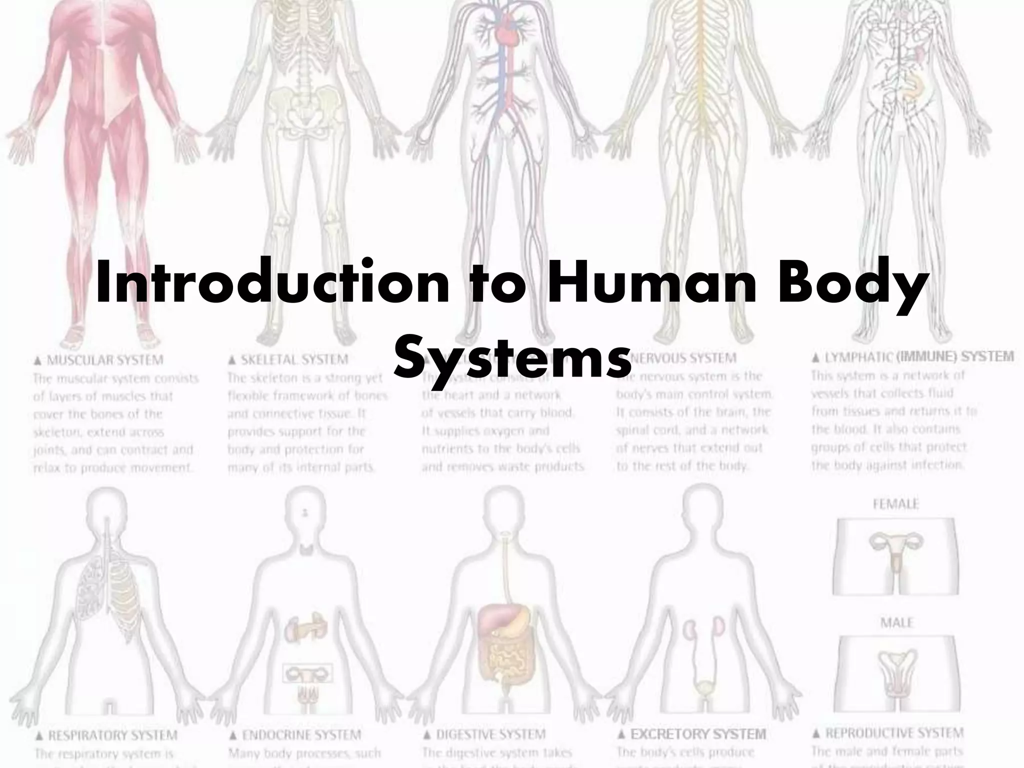 Introduction to human body systems | PPT