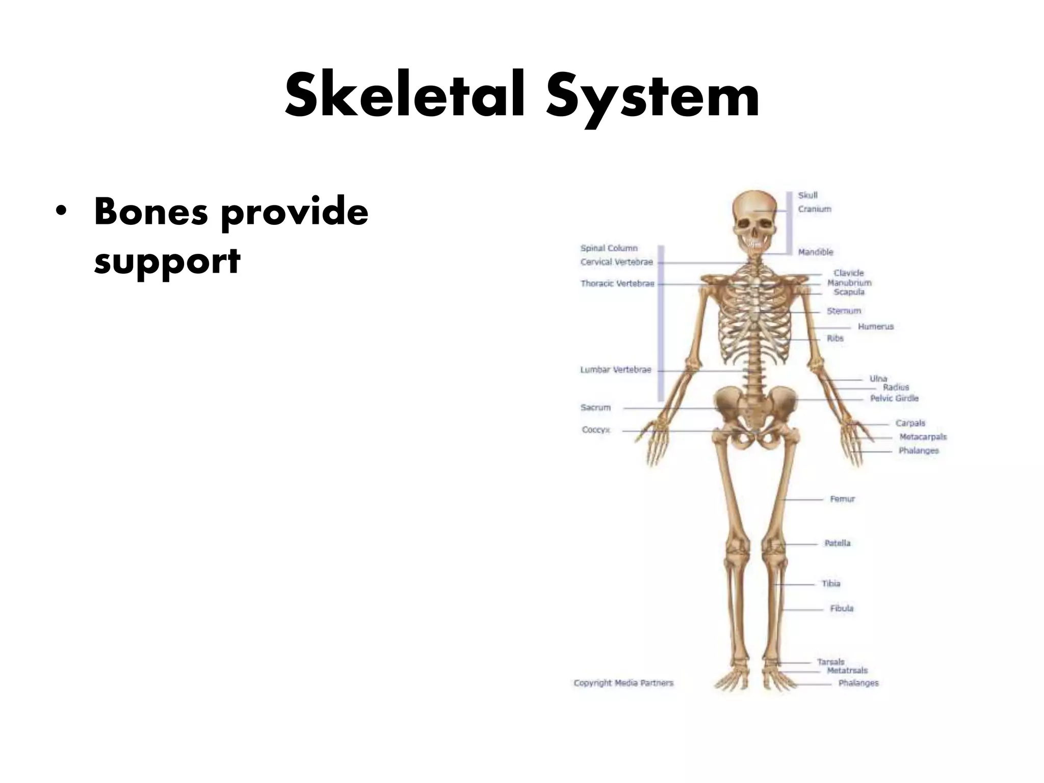 Introduction to human body systems | PPTX