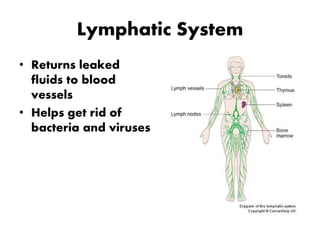 Introduction to human body systems | PPT