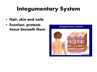 Introduction to human body systems | PPT