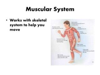 Introduction to human body systems | PPT