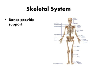 Introduction to human body systems | PPT