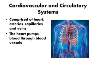 Introduction to human body systems | PPT