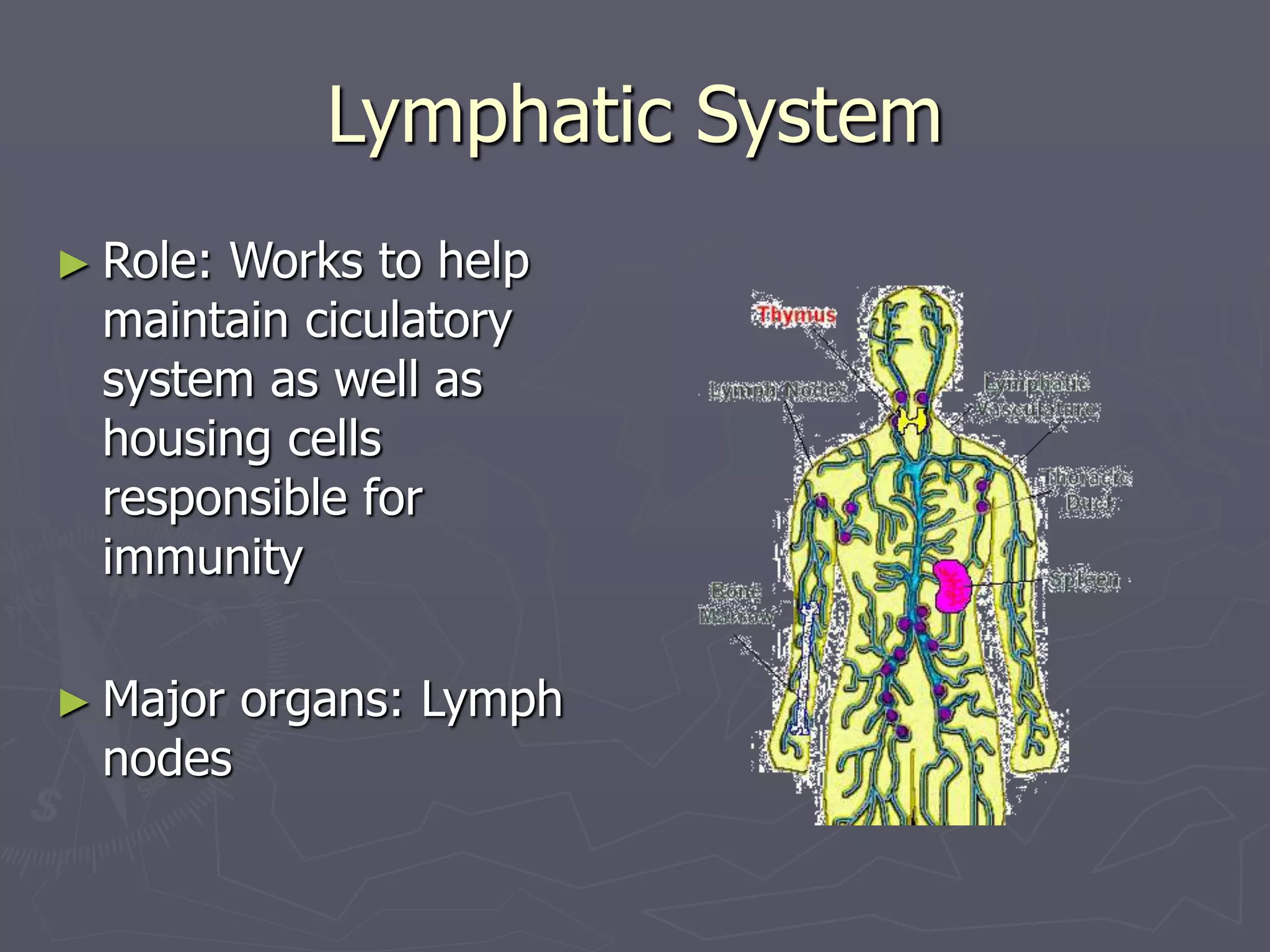 Introduction to human body systems | PPT