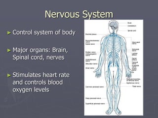 Introduction to human body systems | PPT