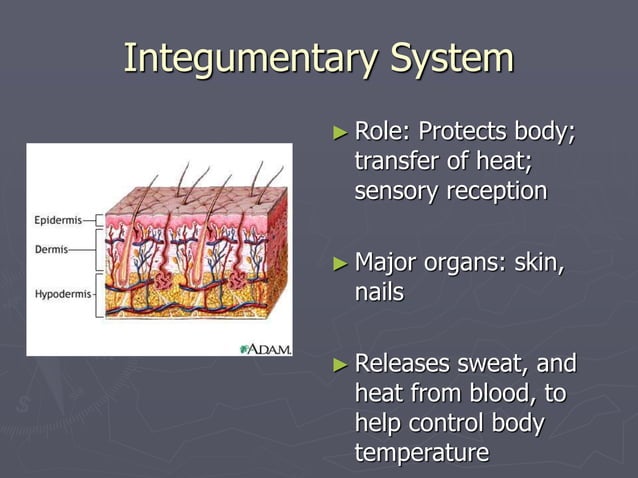 Introduction to human body systems | PPT