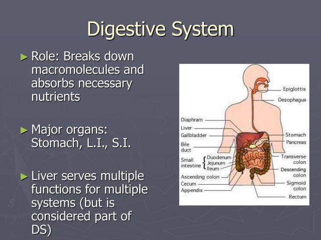 Introduction to Human Body Systems.ppt | Lung and Respiratory Health ...