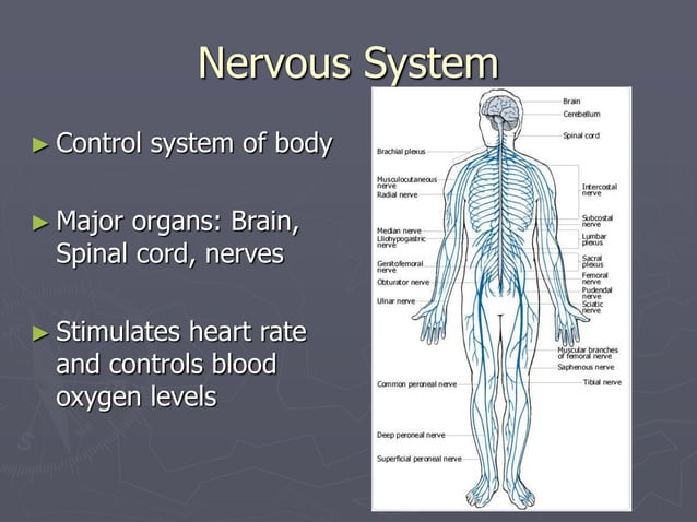 Introduction to Human Body Systems.ppt | Lung and Respiratory Health ...