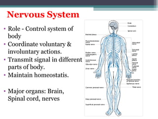 Introduction to Human Body Systems.ppt Unit I | PPT