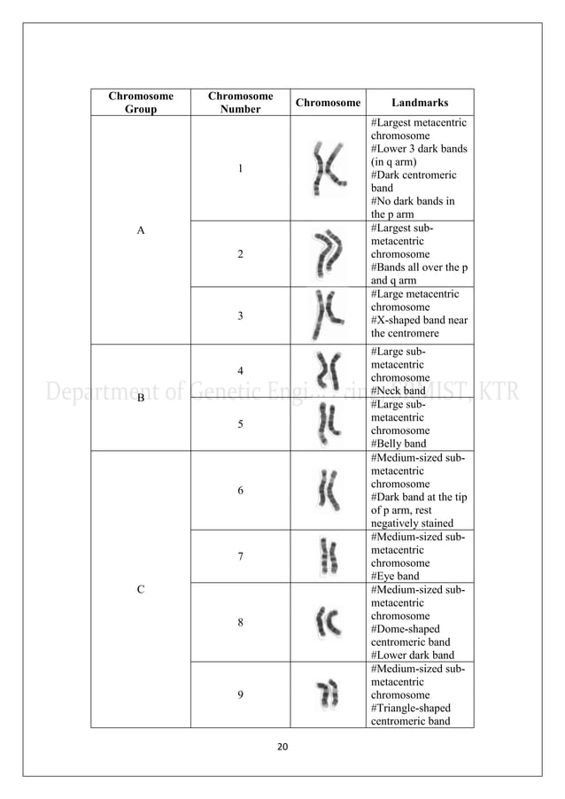 Introduction to HUMAN CHROMOSOME ANALYSIS: Conventional Karyotyping ...