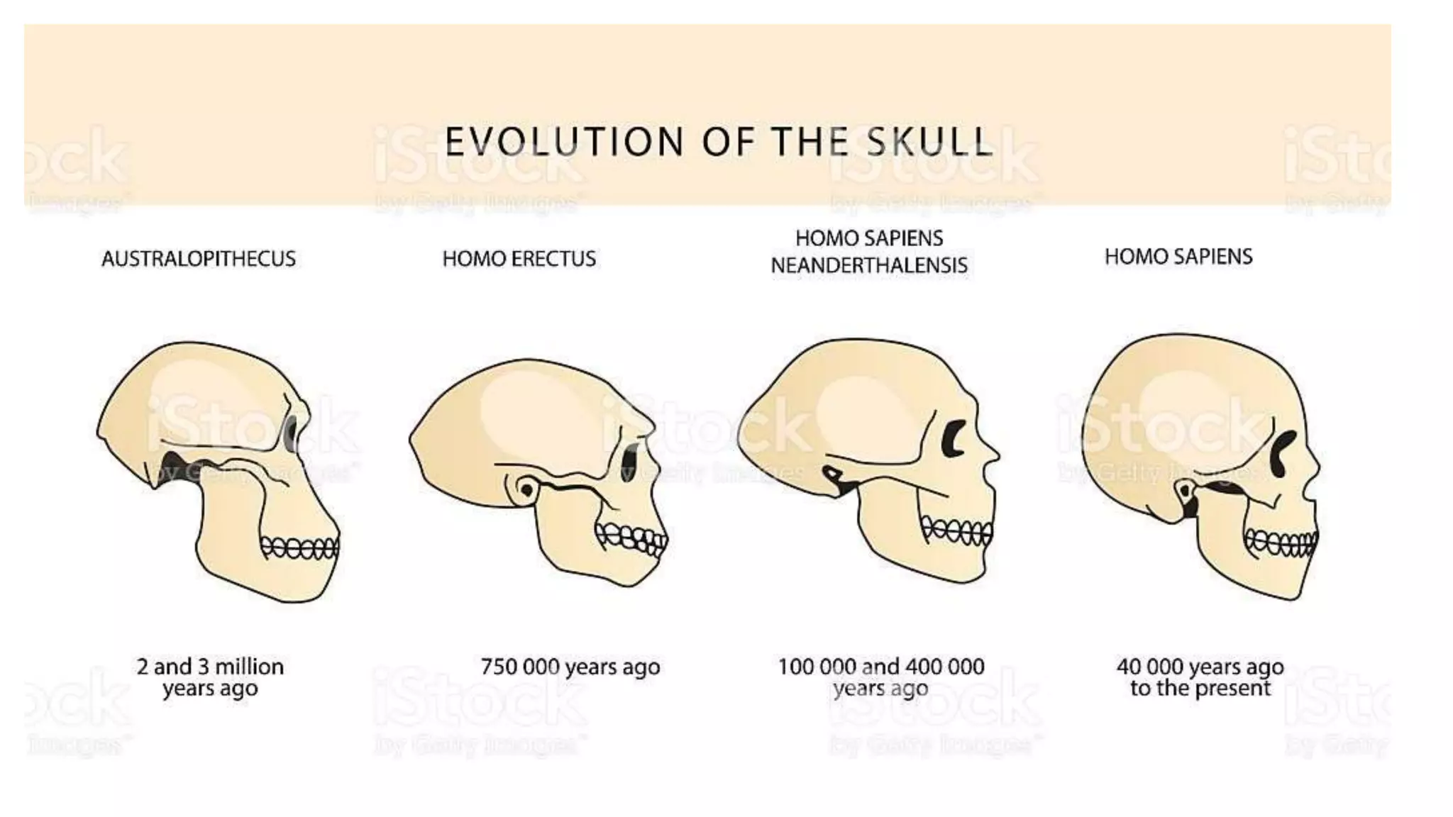 An Introduction to human evolution | PPT
