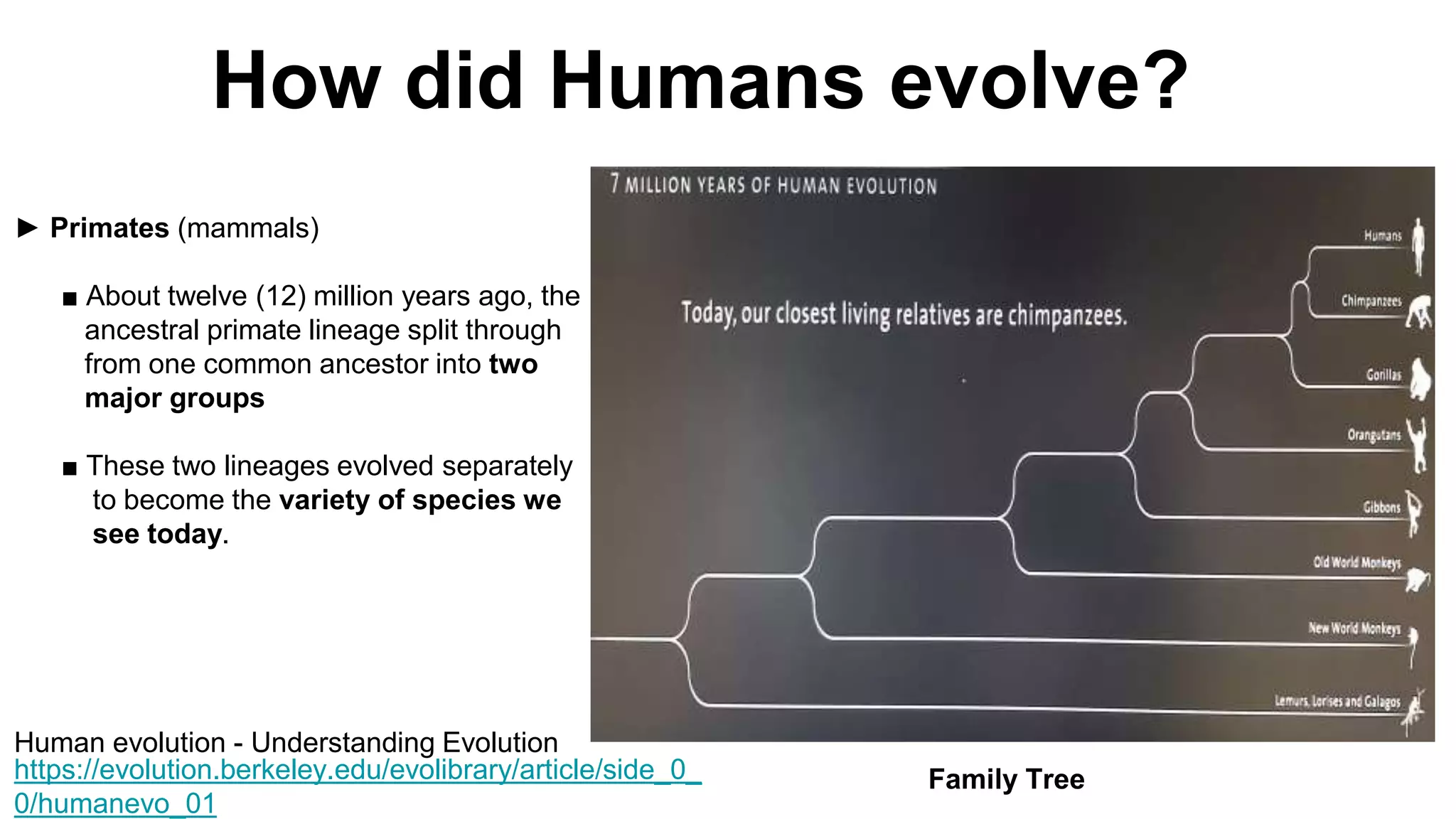 An Introduction to human evolution | PPT