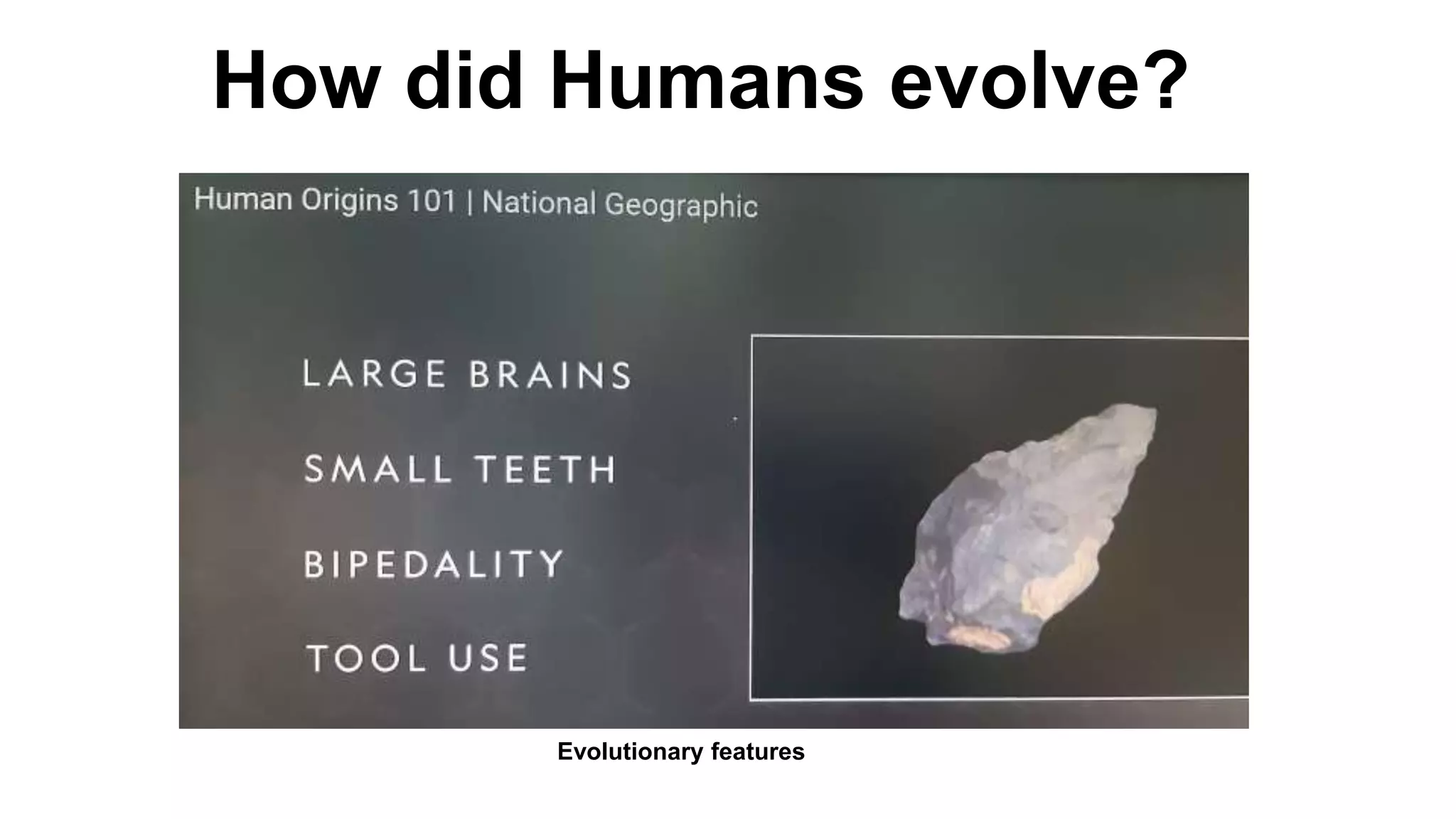 An Introduction to human evolution | PPT