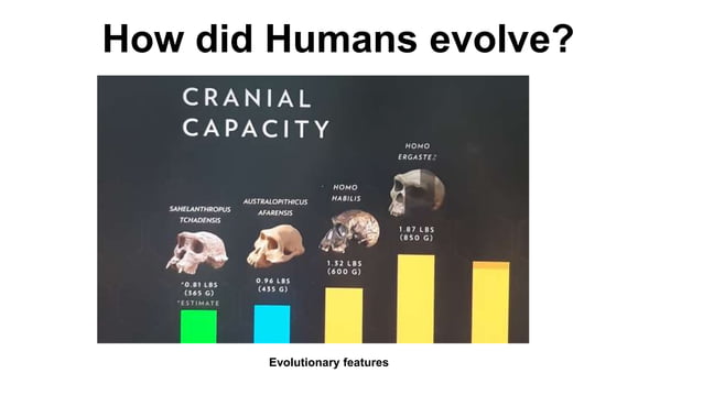 An Introduction to human evolution | PPT