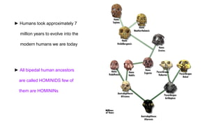 An Introduction to human evolution | PPT
