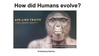 An Introduction to human evolution | PPT