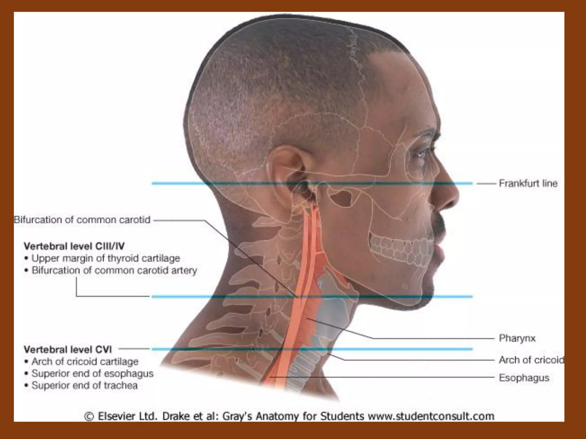 Introduction to human head & neck anatomy 1st sem 99 00 i | PPT