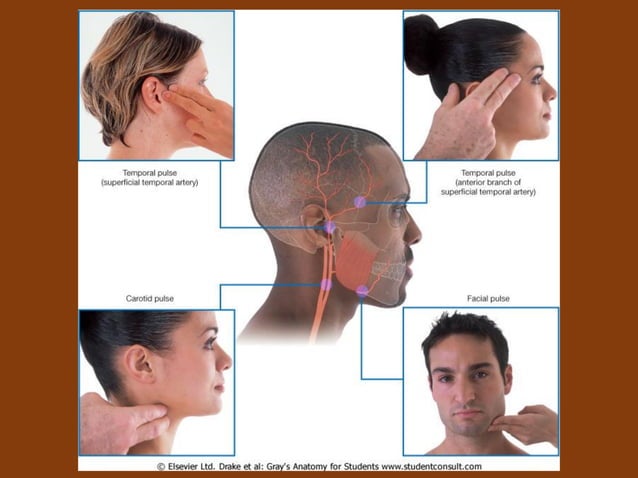 Introduction to human head & neck anatomy 1st sem 99 00 i | PPT