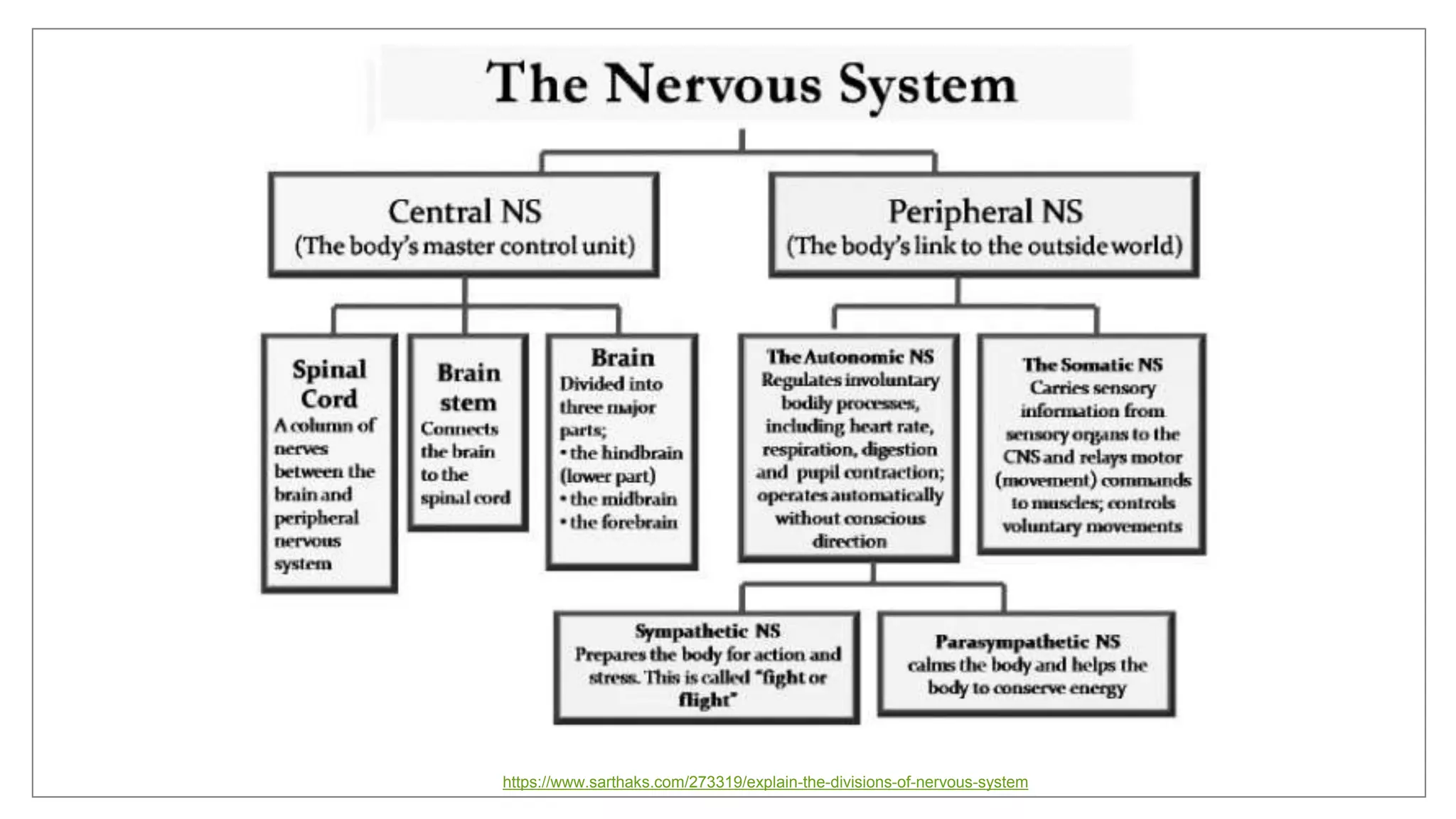 Introduction to Human Nervous System-I.pptx