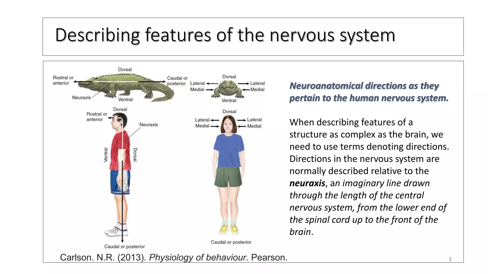 Introduction to Human Nervous System-I.pptx