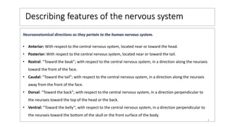 Introduction to Human Nervous System-I.pptx
