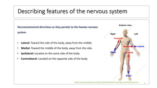Introduction to Human Nervous System-I.pptx