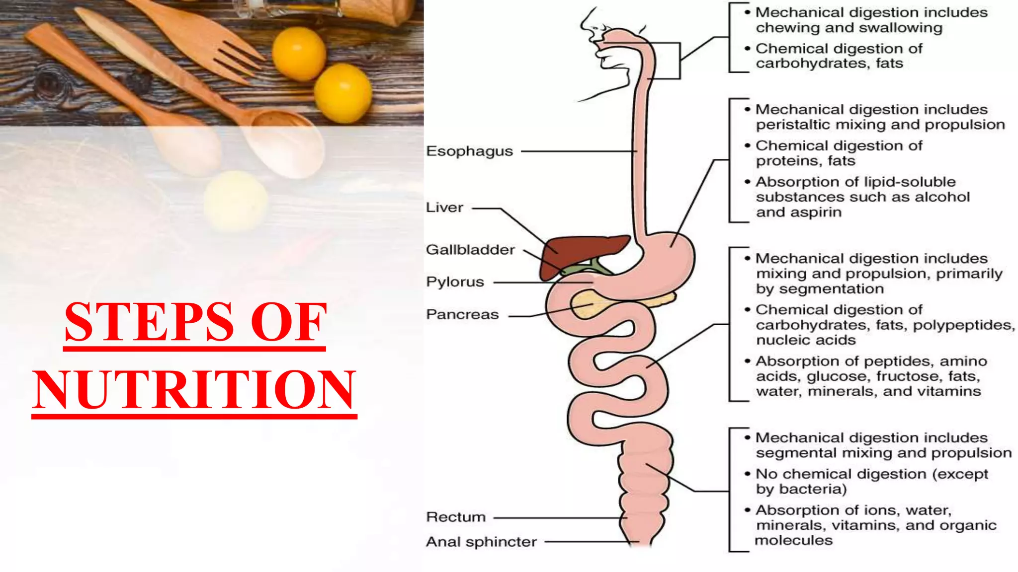 Introduction to human nutrition | PPTX