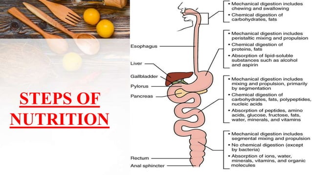 Introduction to human nutrition | PPTX