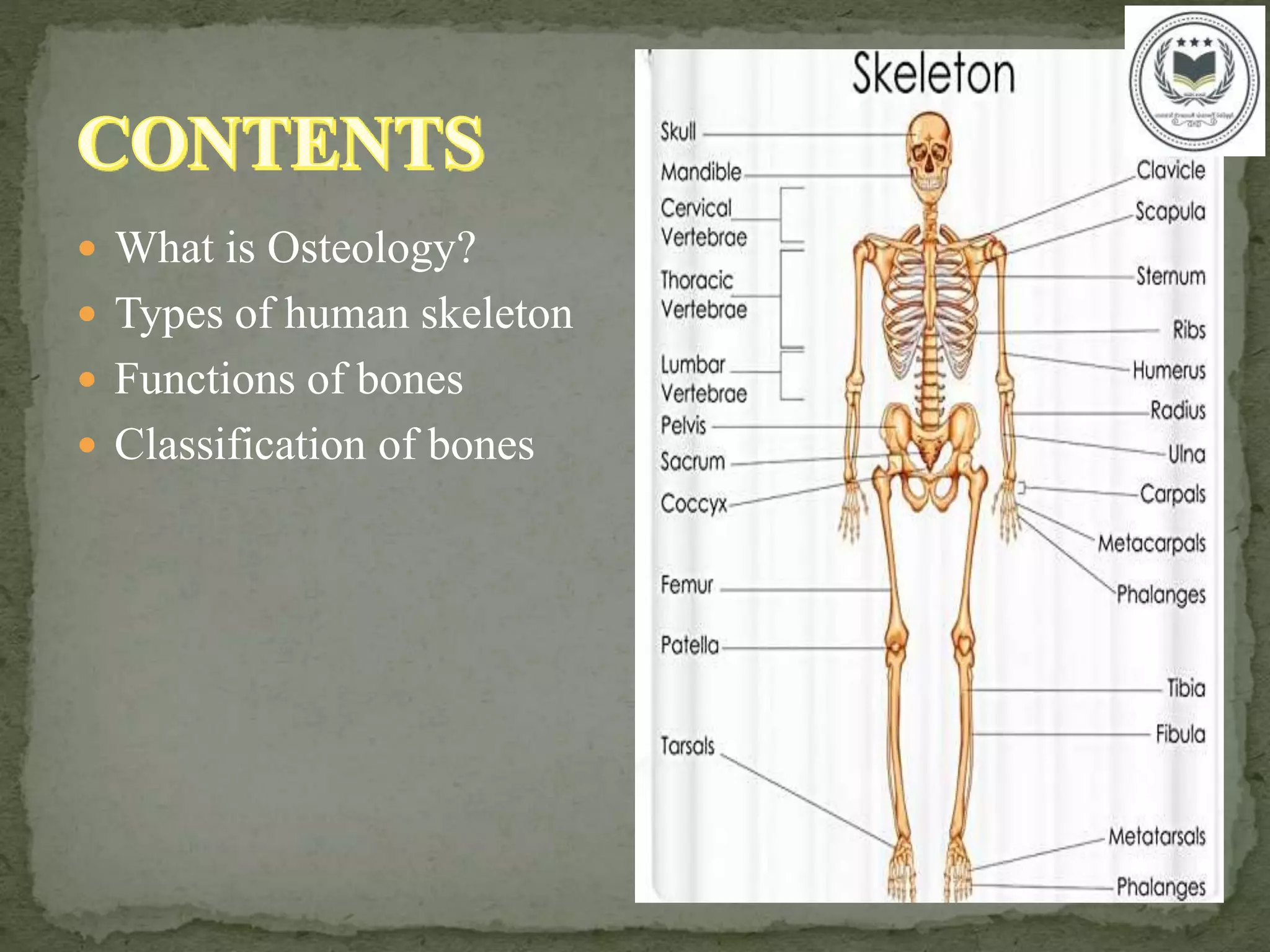 Introduction to Human Osteology Part 1 | PPTX