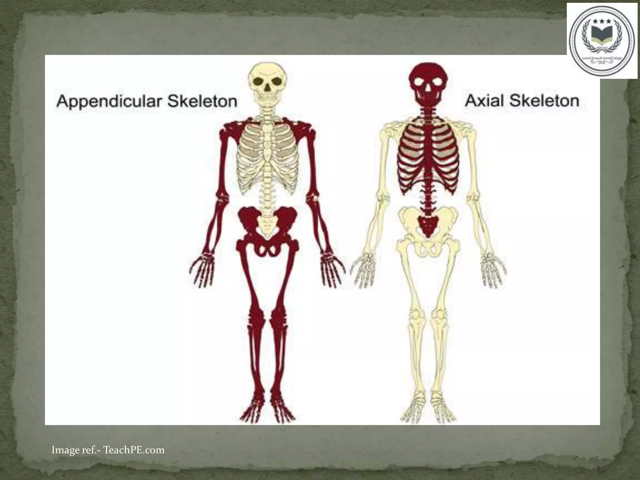 Introduction to Human Osteology Part 1 | PPTX
