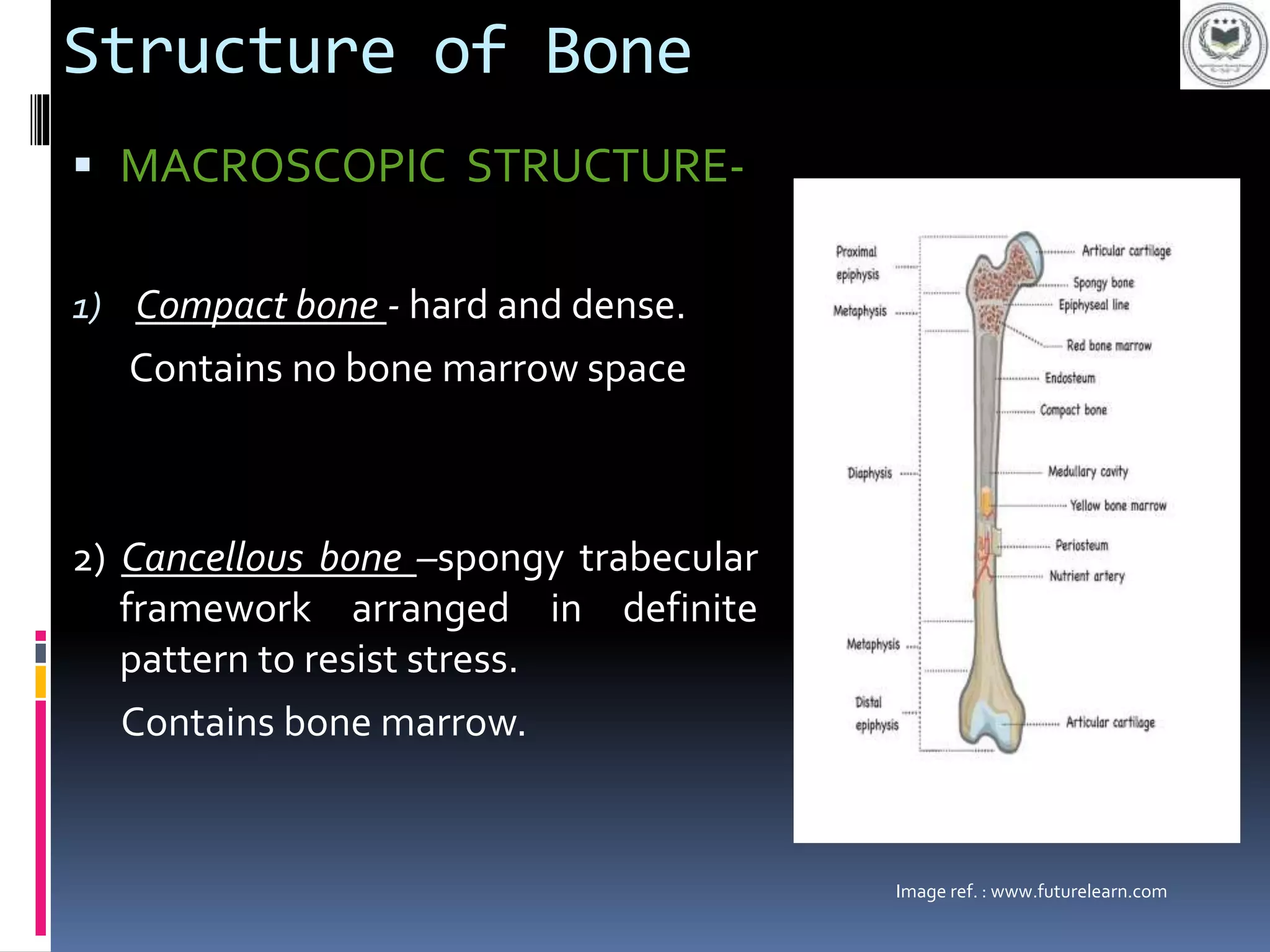 Introduction to Human Osteology Part 2 | PPTX