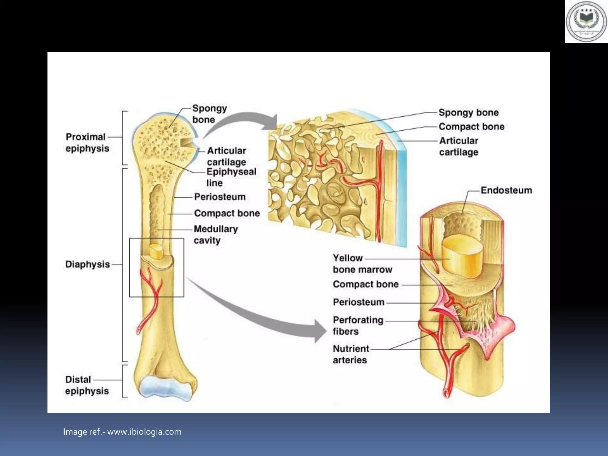 Introduction to Human Osteology Part 2 | PPTX