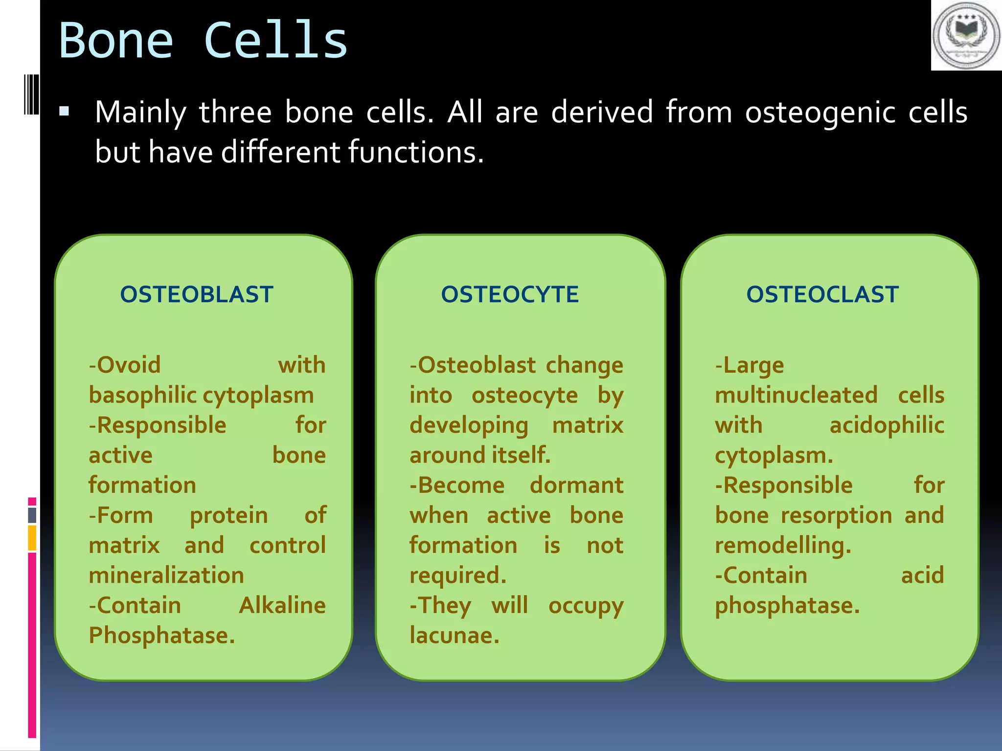 Introduction to Human Osteology Part 2 | PPTX