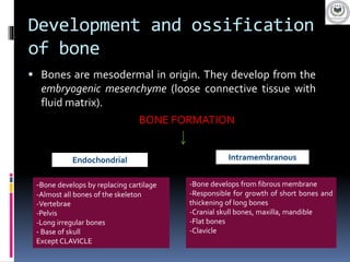 Introduction to Human Osteology Part 2 | PPTX